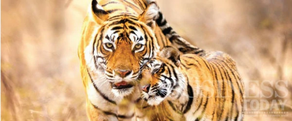 Mahipala, The Wildlife Lover - Business Today